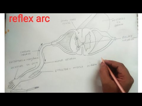 how to draw reflex arc - YouTube