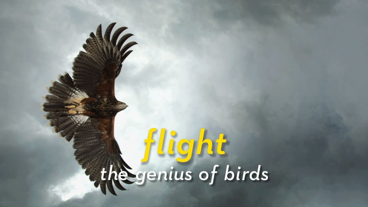 FLIGHT: The Genius of Birds-30 sec Teaser - YouTube