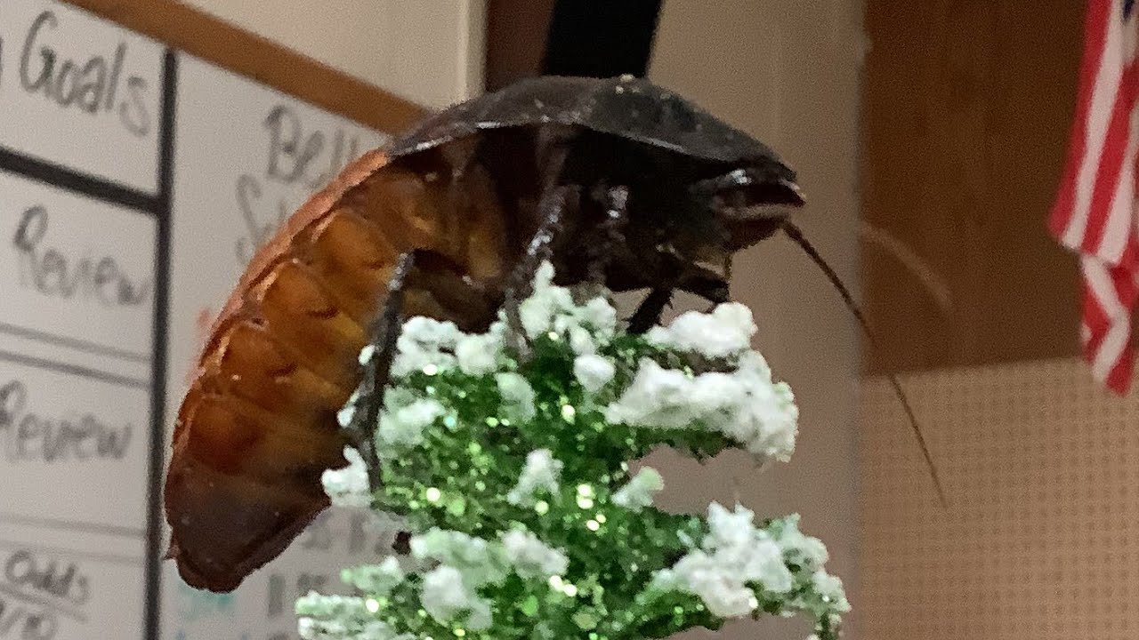 Cockroach Christmas - YouTube