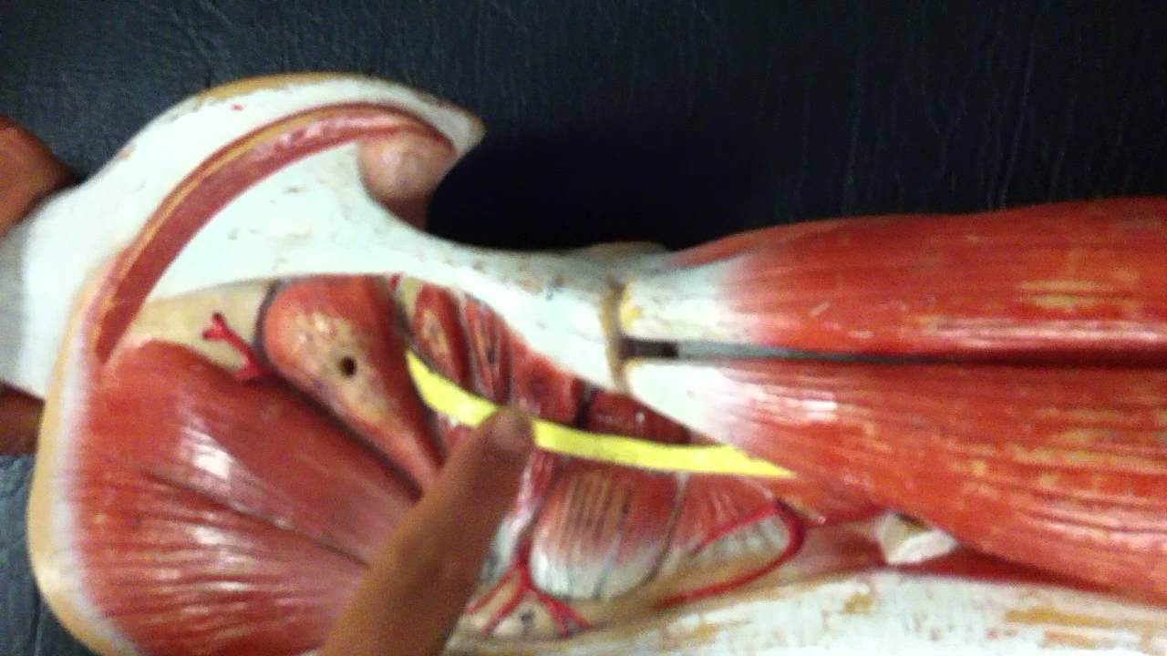 BYUH Anatomy Lab- Upper Leg Muscles Gluteus Maximus to Quadratus ...