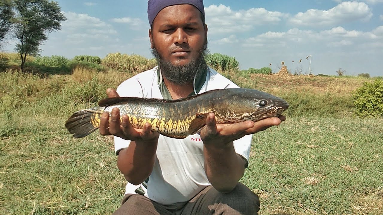 😱मछली पकड़ने|Fish Hunting|maral machli ka Shikar|tilapia machli pakadna ...