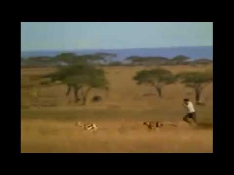 DÜNYANIN EN HIZLI HAYVANI ÇİTADAN HIZLI OLAN ADAM - HELALL