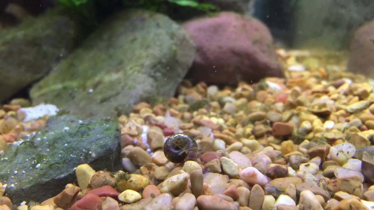 A gold leopard Ramshorn Snail - YouTube