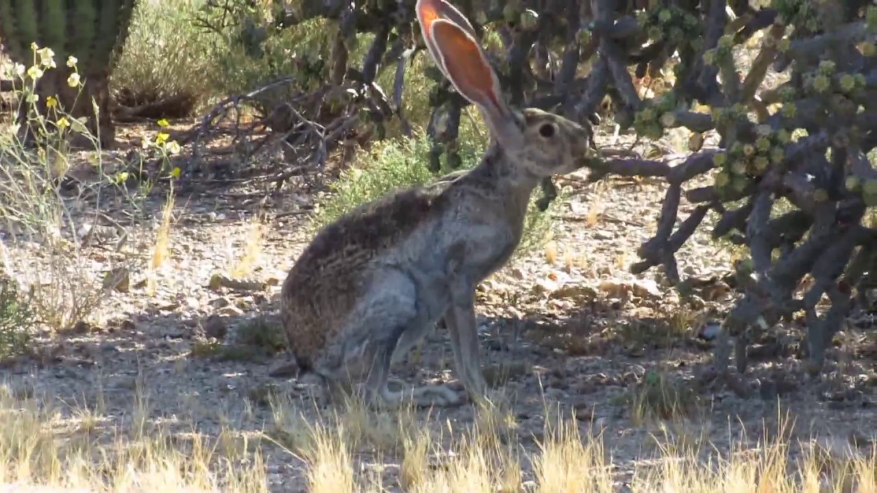 Arizona Jackrabbit eating off cholla cactus - YouTube