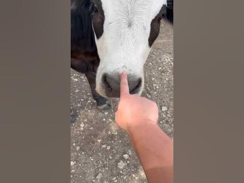 Not the cow!!🤪 ️ ️ #hearthorse #horseherd #cow #shorts #boop - YouTube