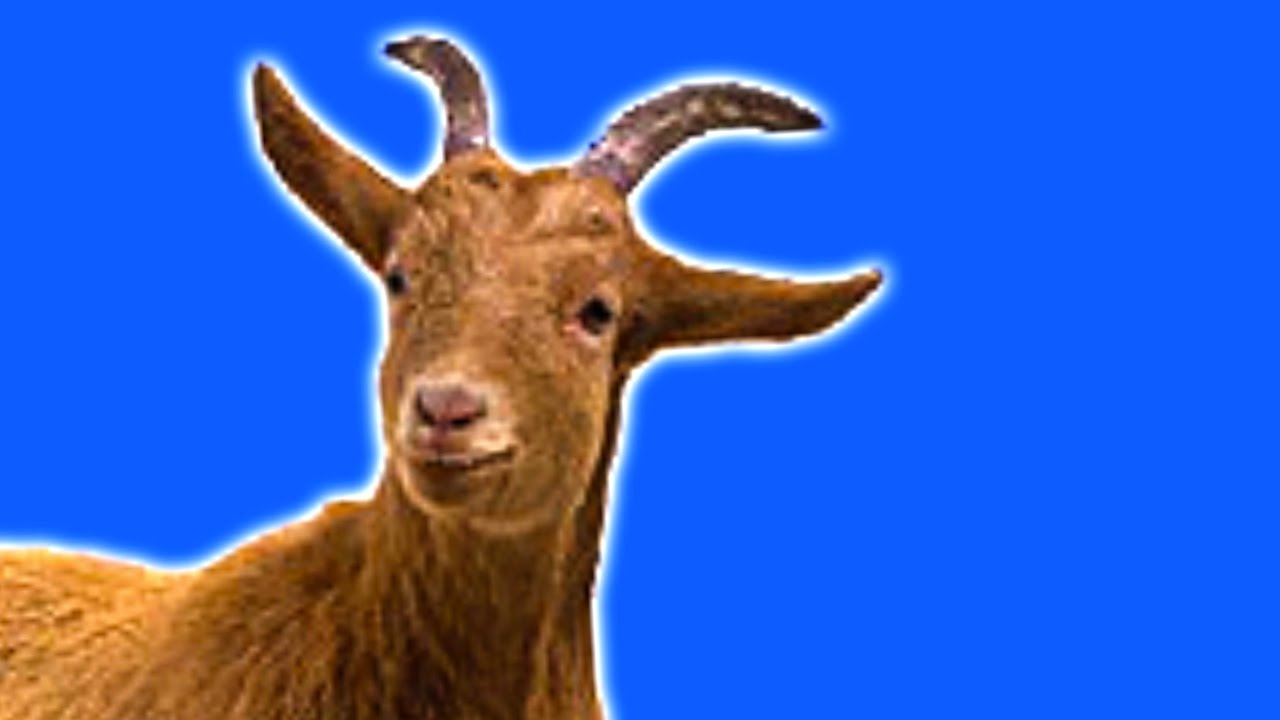 goats - YouTube