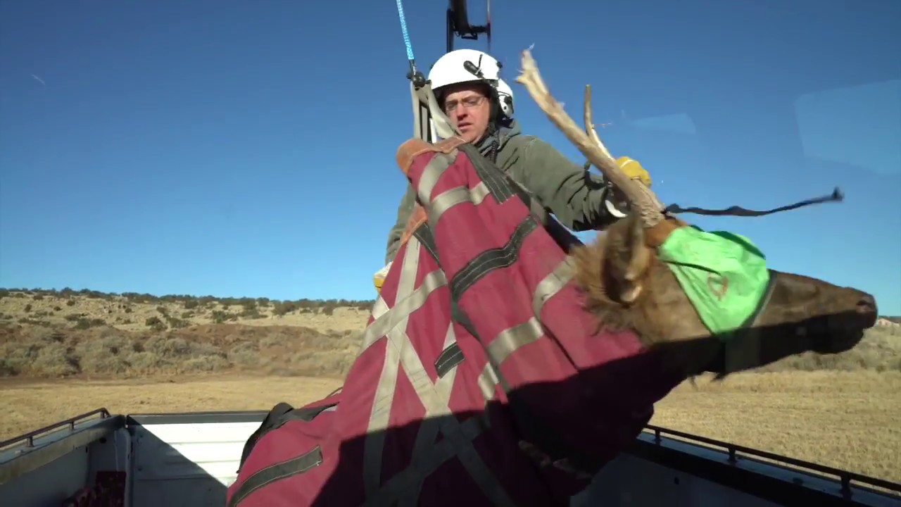 AZGFD capture elk for re-location by Arizona Game and Fish Department ...