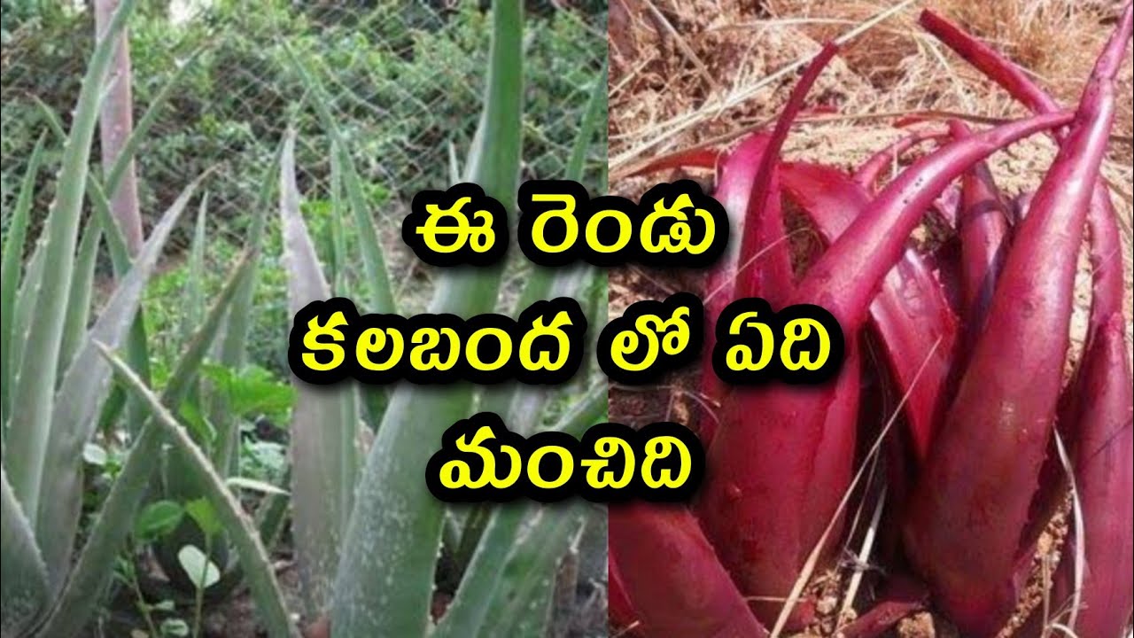 main differences between red kalabanda and Normal kalabanda - YouTube