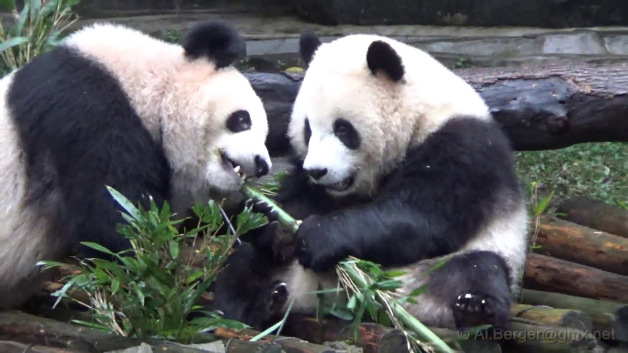 Frecher Panda klaut seinem Zwillingsbruder den Bambus, der revanchiert ...