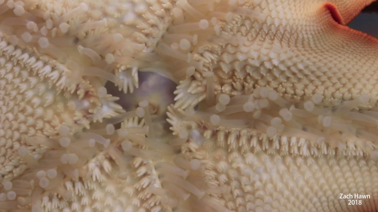 Bat Star Time-lapse - YouTube