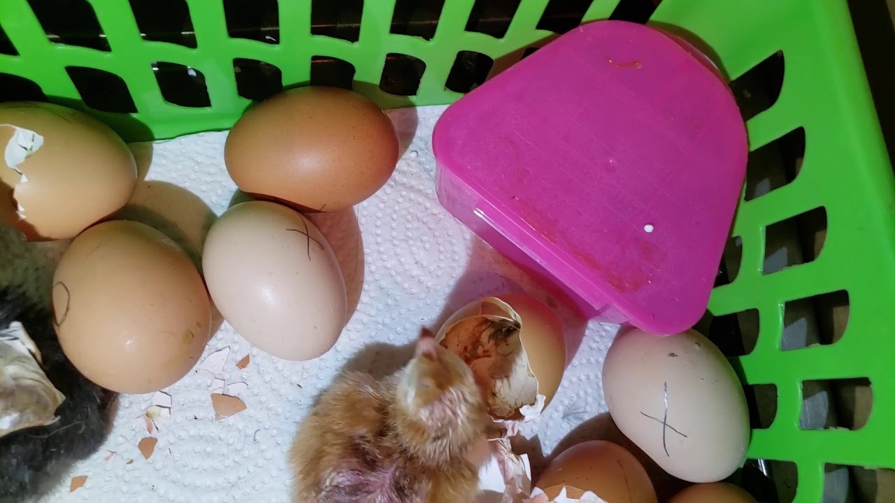 Hatching baby chicks on GentleAcresFarm - YouTube