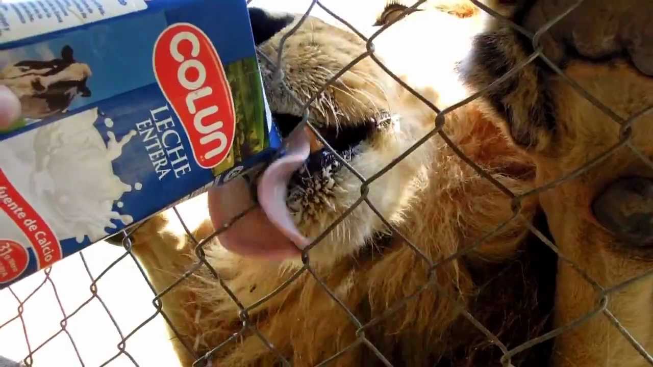 Lion drinking milk - YouTube