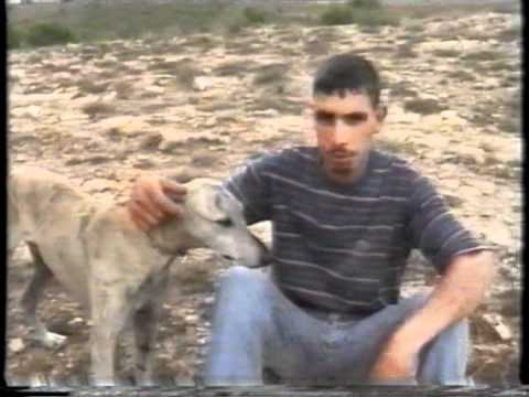 hunting with dogs in Algeria - YouTube