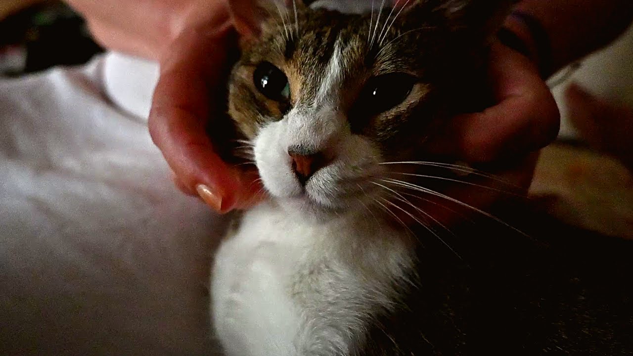 Cat Face Massage Ordered, Cat Face Massage Delivered! - YouTube