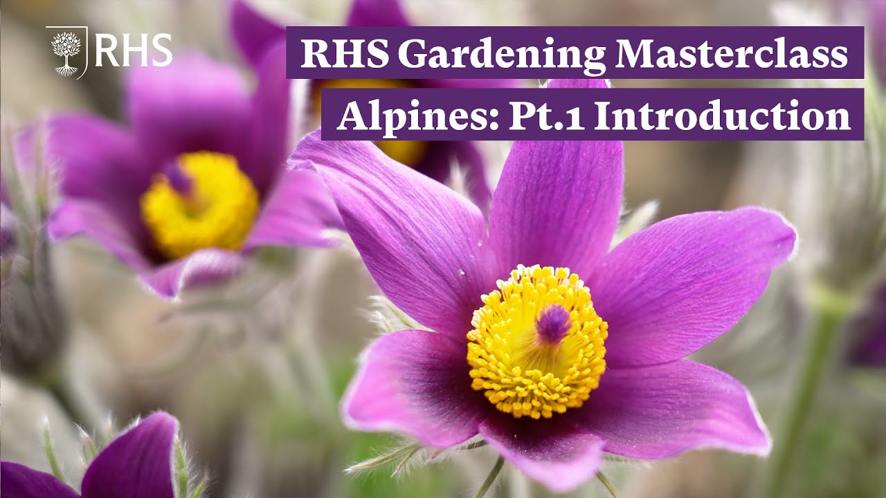 An introduction to Alpines | RHS Gardening Masterclass: Alpines Pt.1 ...