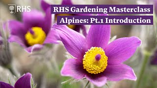 An introduction to Alpines | RHS Gardening Masterclass: Alpines Pt.1 | The RHS