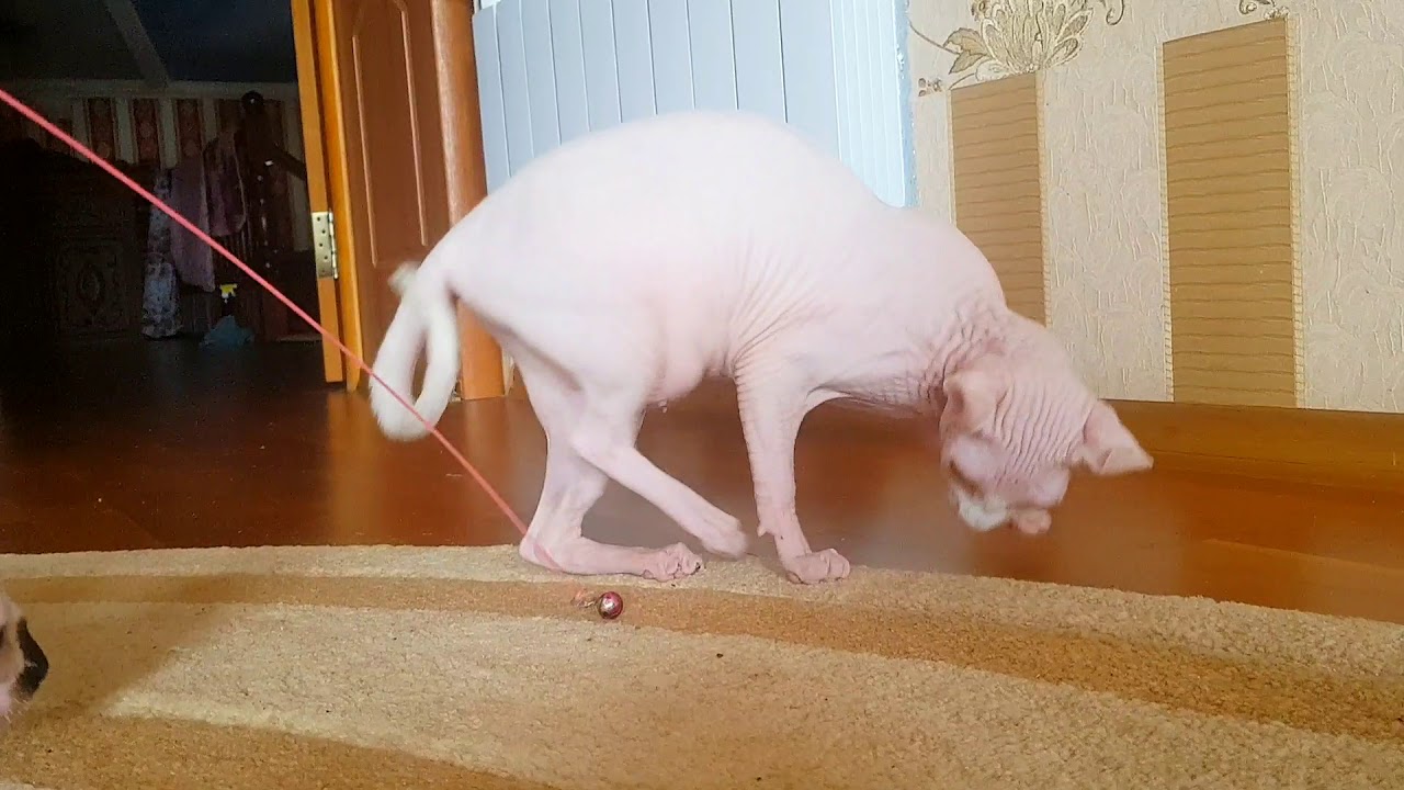 Lithium female ELF w 32 - YouTube