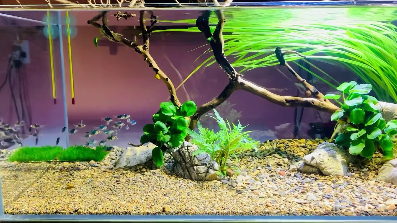 Moss green tiger barb - xecan xanh bơi đàn • • - YouTube
