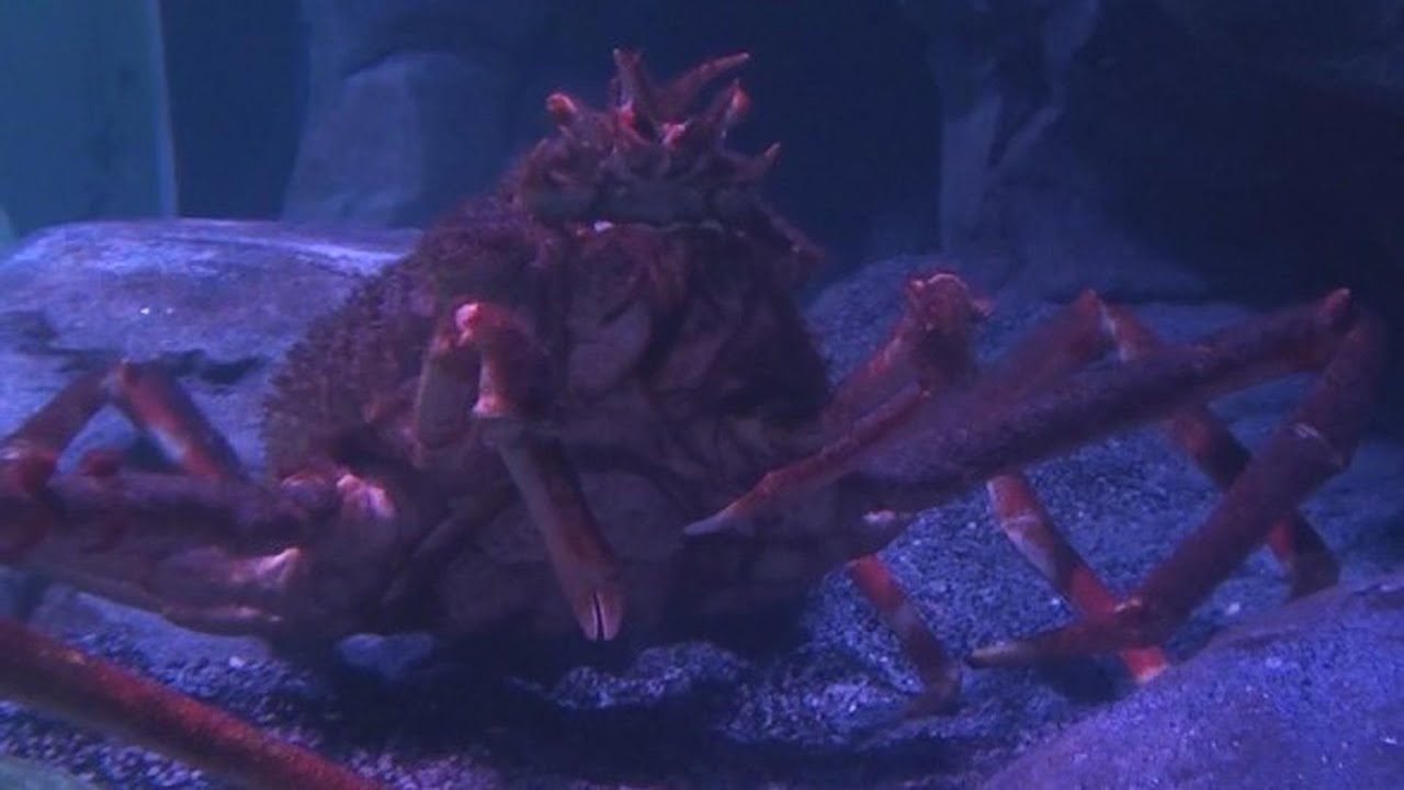 Red King Crab (Paralithodes camtschaticus) - Crustacean - YouTube