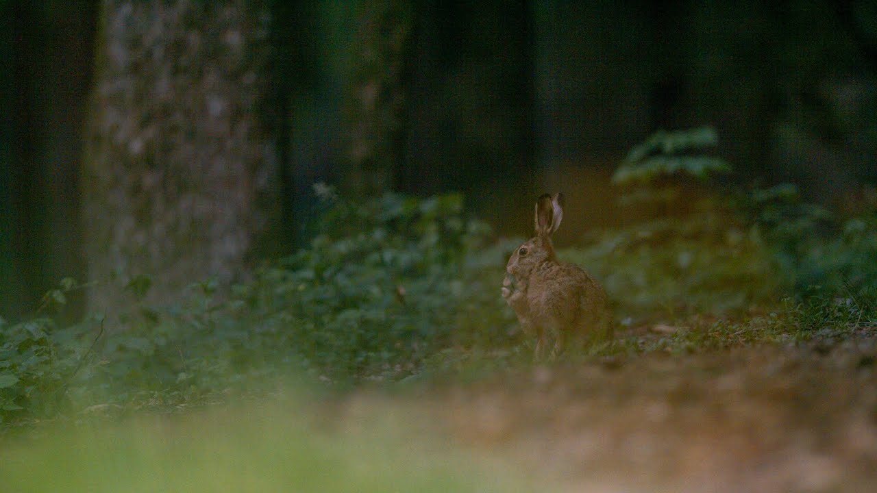 Hare in forest | Slow Motion (4K) - YouTube