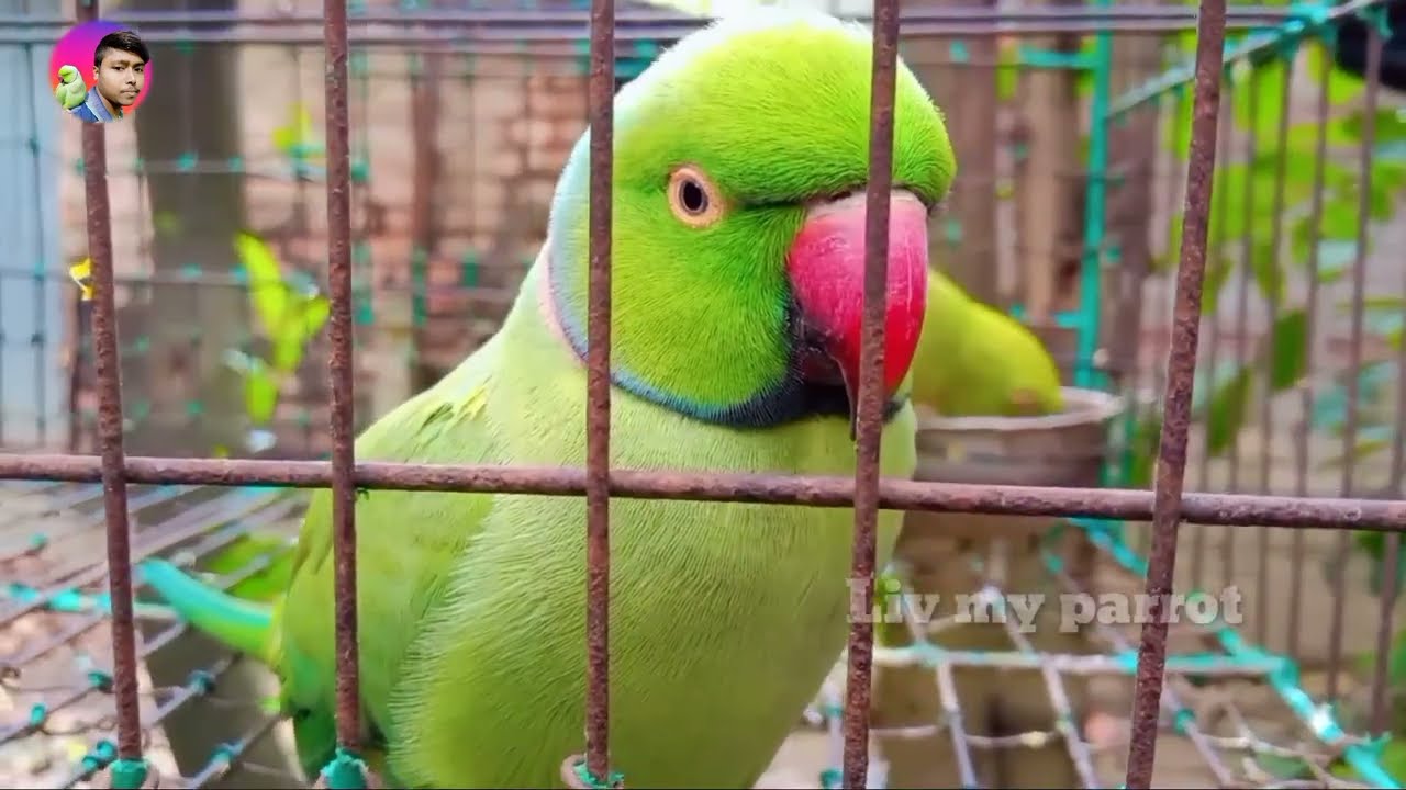 Cut Parrot Voice Sounds | Cut Parrot Voice And Family #liv_my_parrot # ...