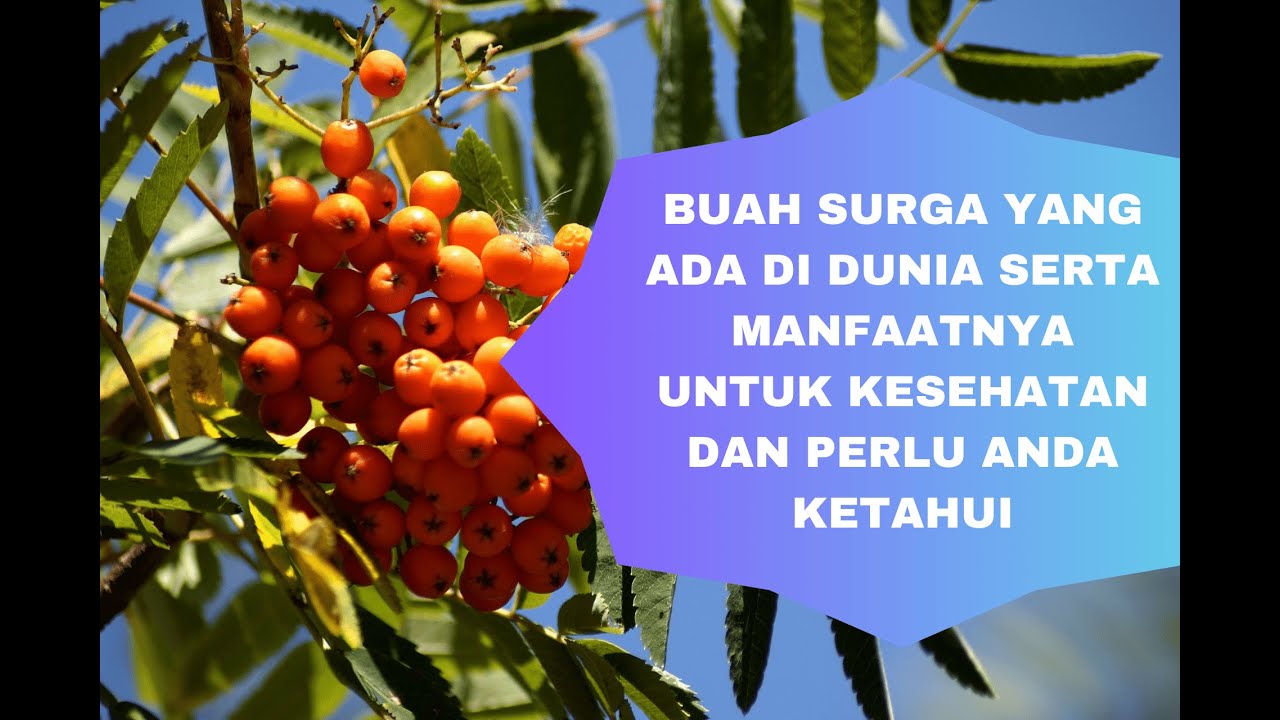 Buah Surga Yang Ada di Dunia Dan Manfaatnya Untuk Kesehatan Yang Luar ...