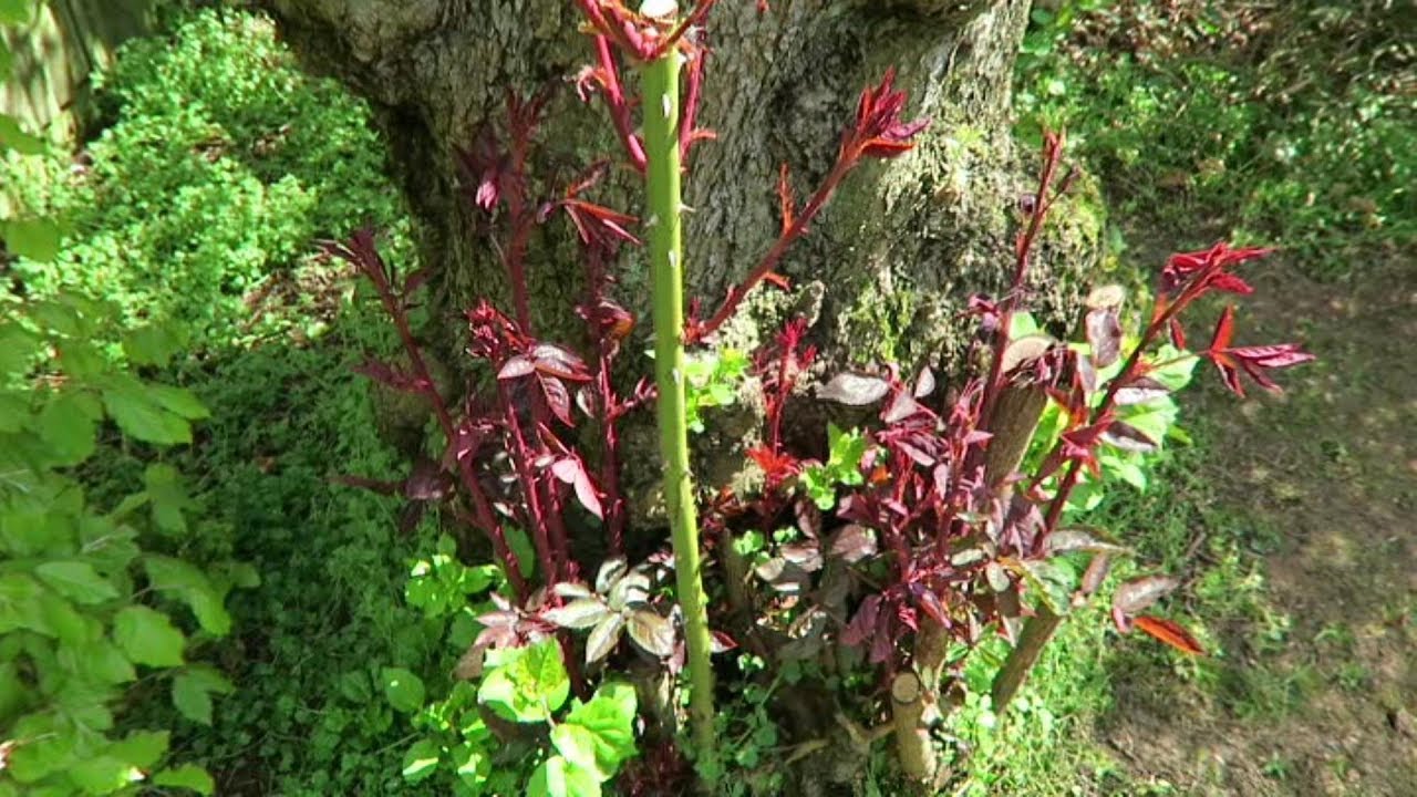 ROSE REGENERATION PRUNING TUTORIAL - YouTube