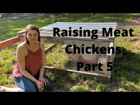 Raising Meat Chickens Part 5 | Free Ranging Cornish Cross and Buff ...