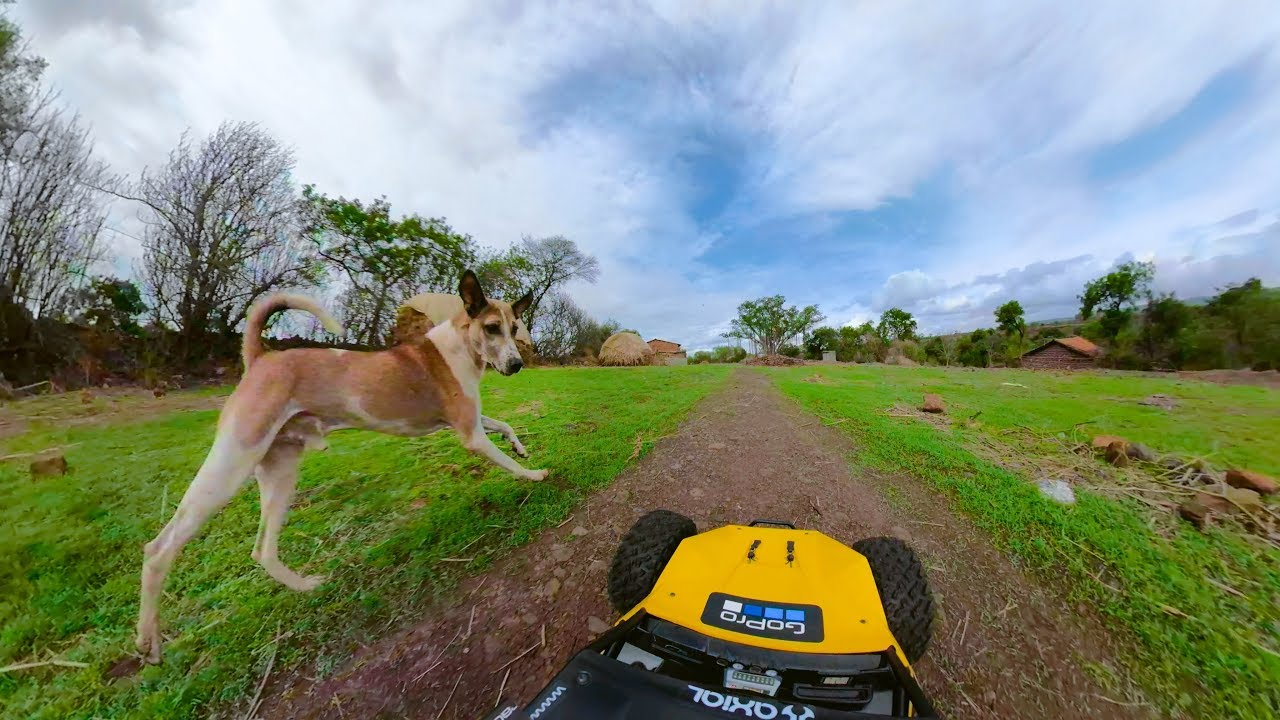 Raja The Dog Loves To Play with my Rc Car - GoPro Fusion 4k - YouTube