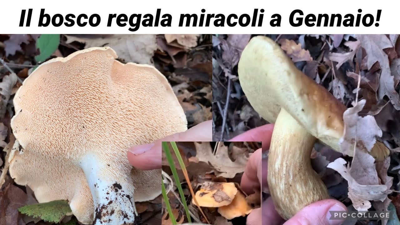 Leccini, steccherini dorati e galletti in un gennaio 2024 miracoloso ...