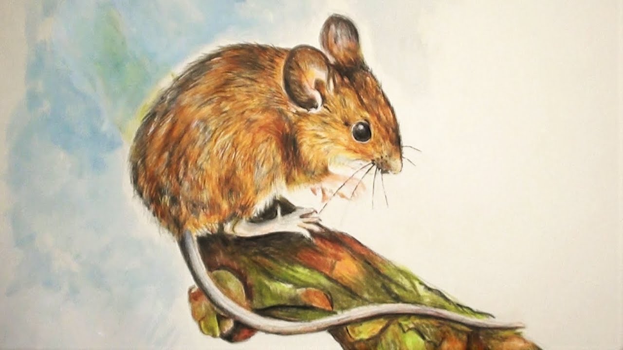 How to Draw Mouse || Using Colour Pencils ll Colour pencil drawing ...