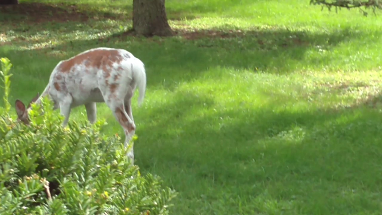 Piebald doe deer - YouTube