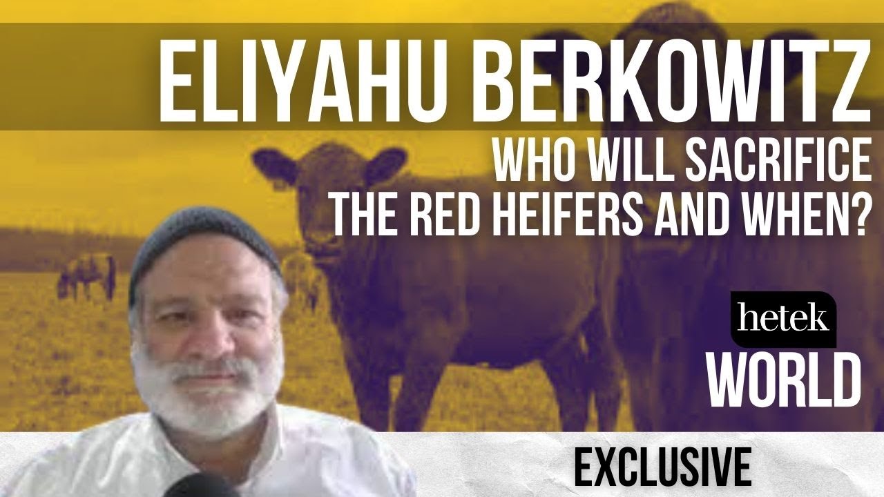 The Red Heifers: Who Will Sacrifice Them and When? - Rabbi Eliyahu ...