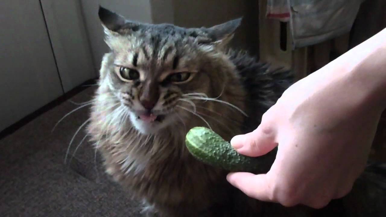 Cat and Gherkin (Кот и корнишон) - YouTube