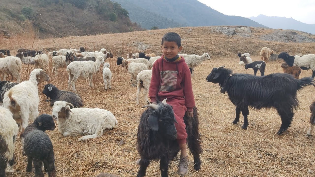 Real Bheda Gotholo Himalayan Lifestyle In Jajarkot Of Western Nepal ...