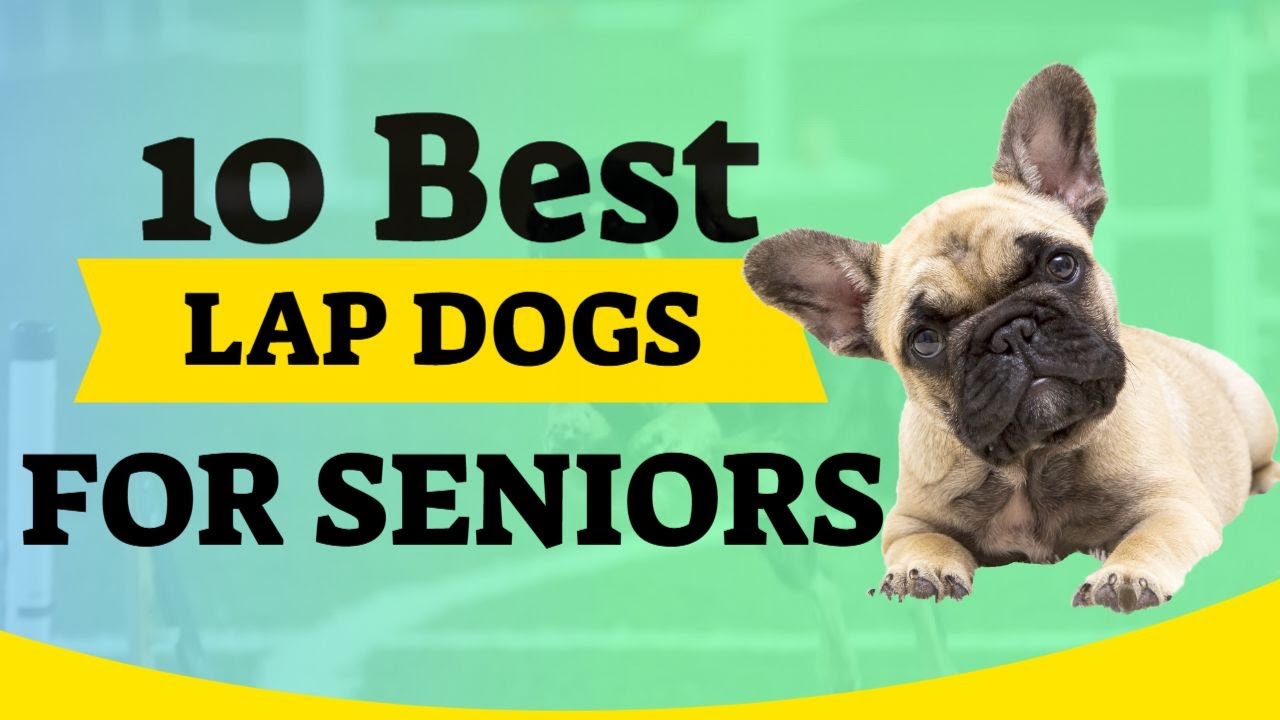 Top 10 Best Lap Dogs For Seniors - YouTube