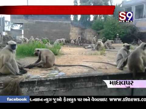 madhavpur vanarone samuh bhojan - YouTube