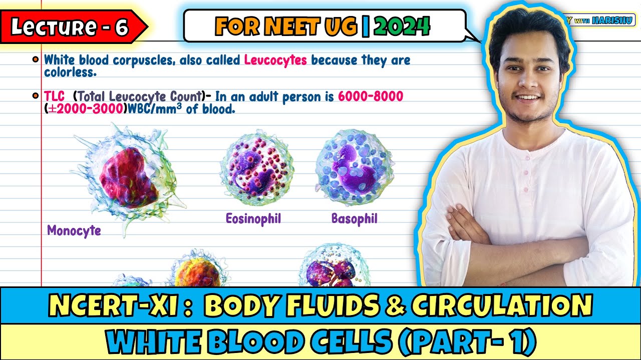 Lec 6- WBC (Part- 1) | Body Fluids & Circulation | NEET | Biology Class ...