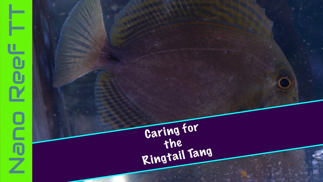 How to Care for the Ringtail Surgeon Fish (Tang) - YouTube