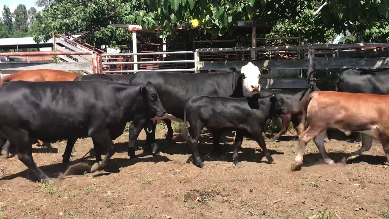 Santa / Angus Cows & Calves - YouTube
