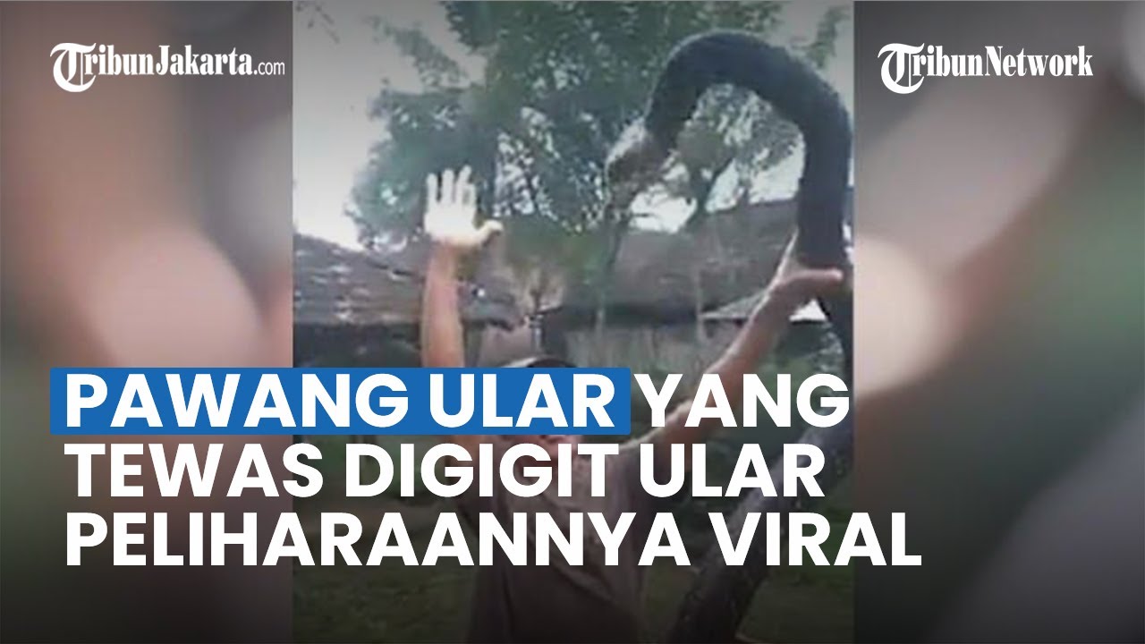 Video Semasa Hidup Pawang Ular Yang Tewas Digigit Ular Peliharaannya ...