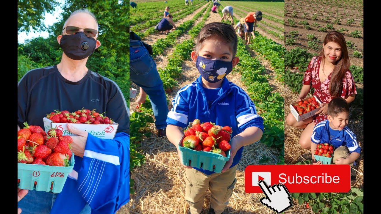 Strawberry Picking at Parlee Farms Tyngsboro - YouTube