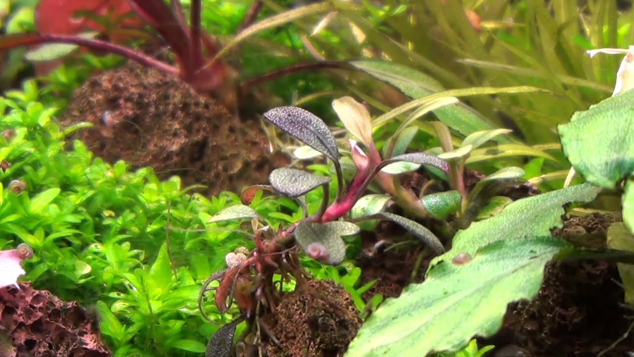 bucephalandra sp. "Kir royale" - YouTube