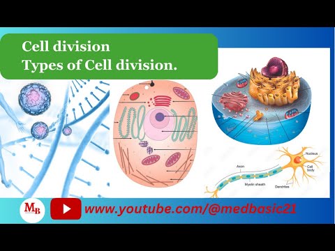 Cell division | Overview of cell division | Cell cycle and Cell ...