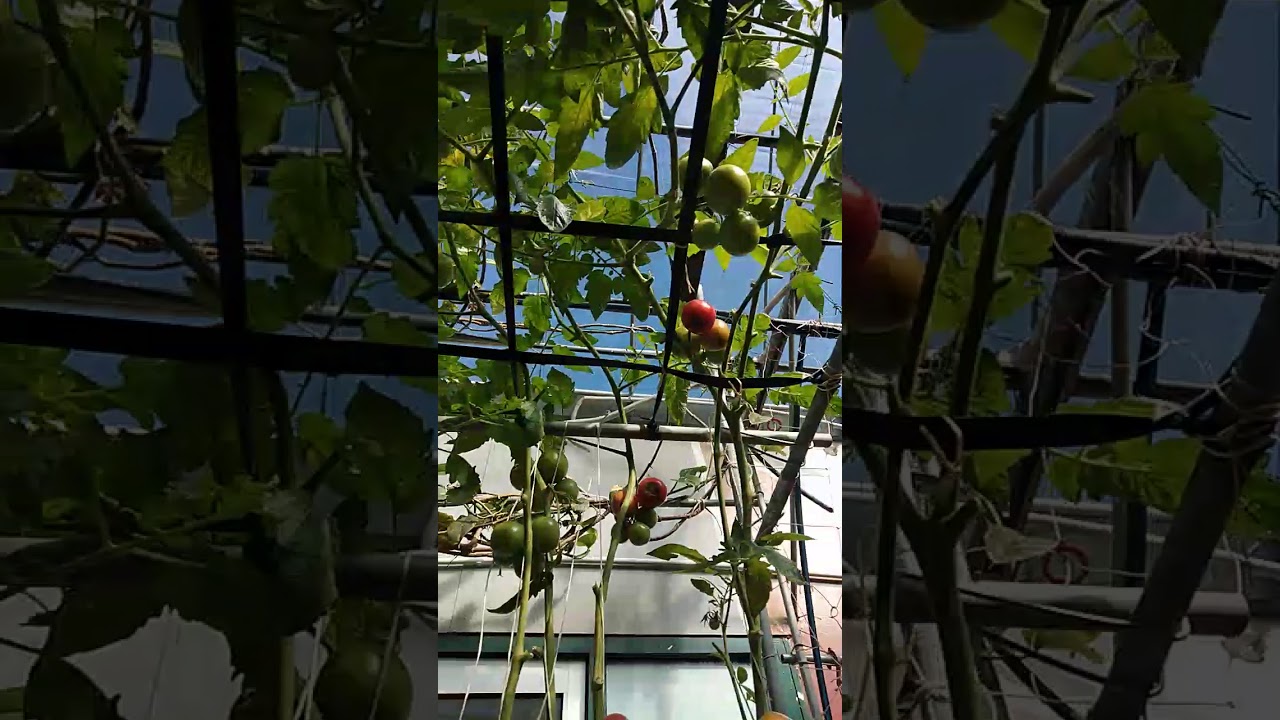 🍅 tomato di Cameron Highlands - YouTube