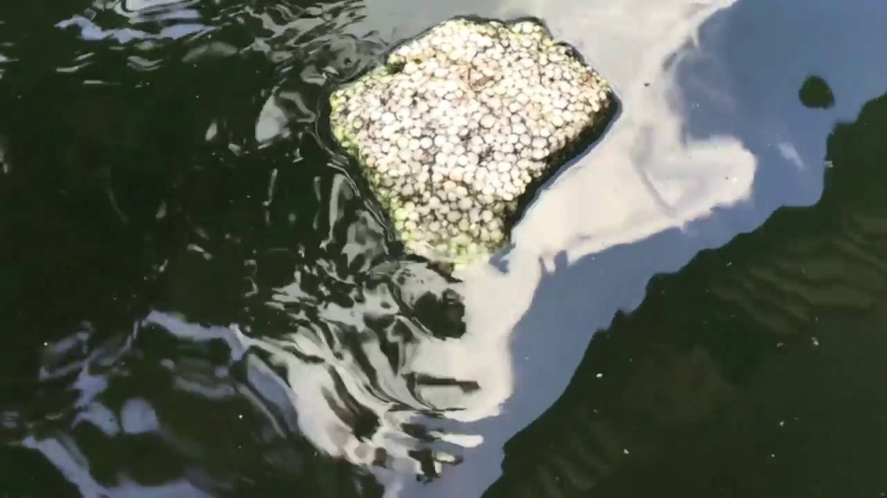 Fanta Panda - Aspen - YouTube
