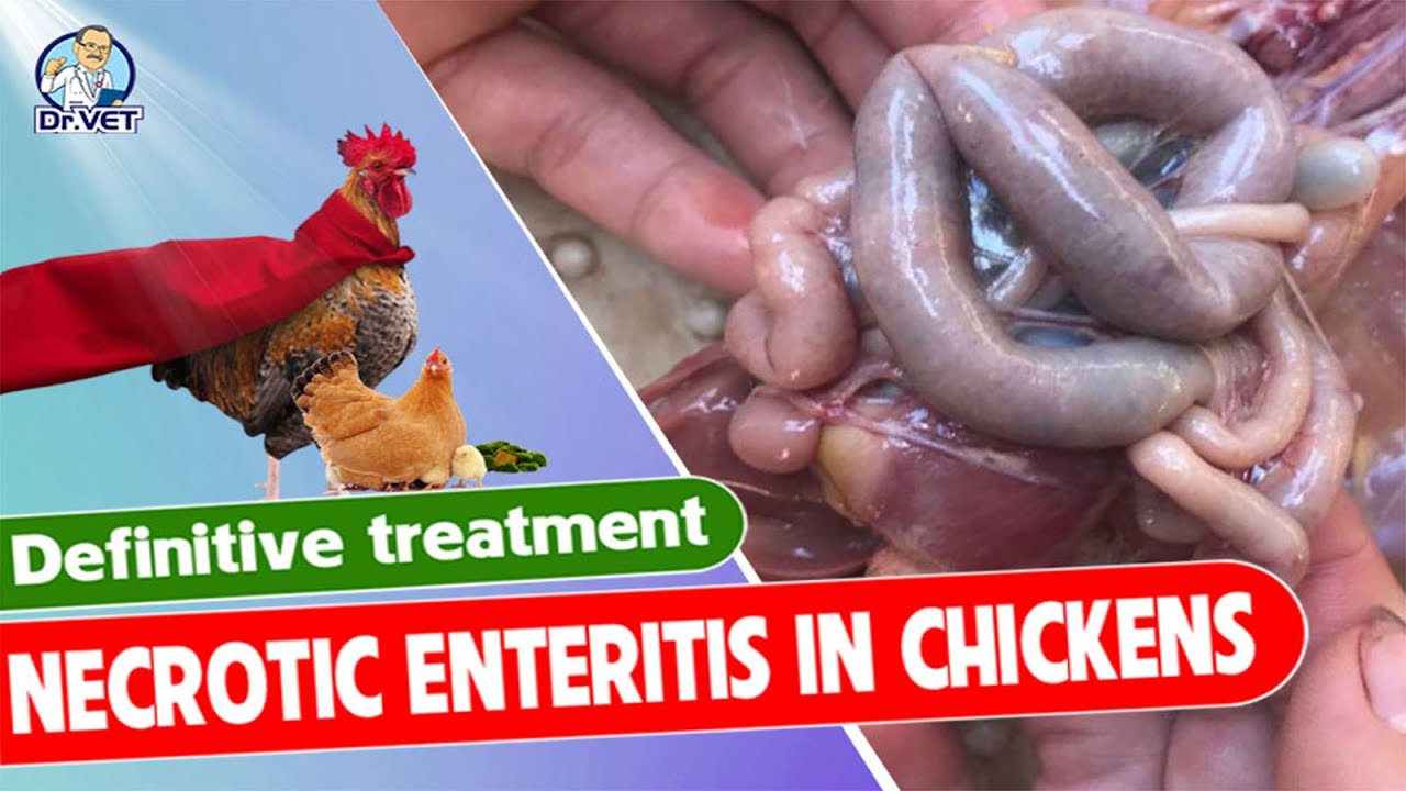 Necrotic enteritis in chickens and definitive treatment | Dr.Vet Global ...