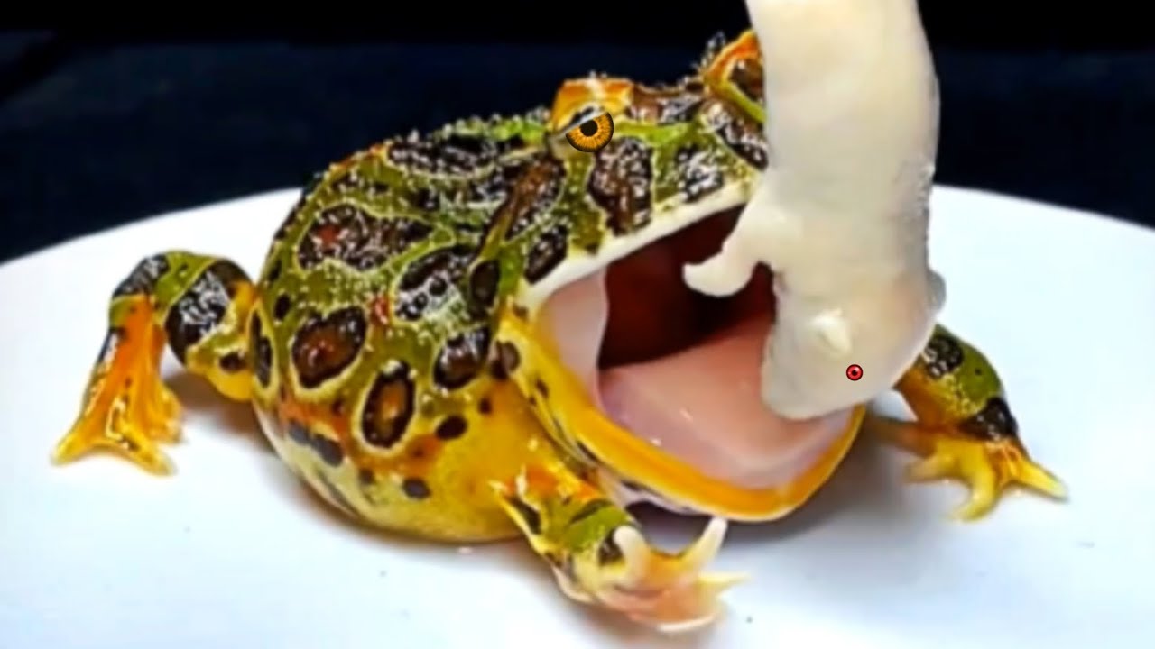 A frog eat freeze mouse and toad! [ Warning Live Feeding ] - YouTube