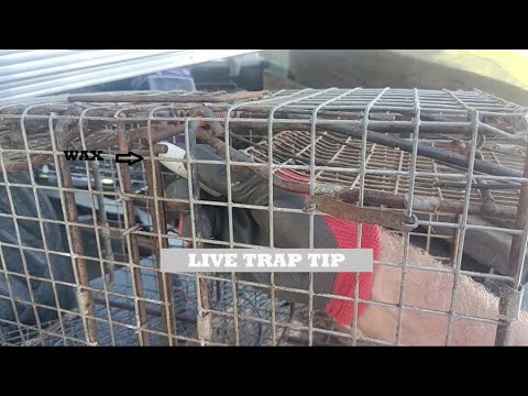 Better Live Trap Trigger Performance Tip | Use Some Wax on Moving Parts ...