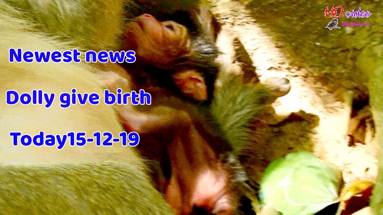 NEWEST NEWS ! Congrats monkey Dolly give birth today | Welcome newborn ...